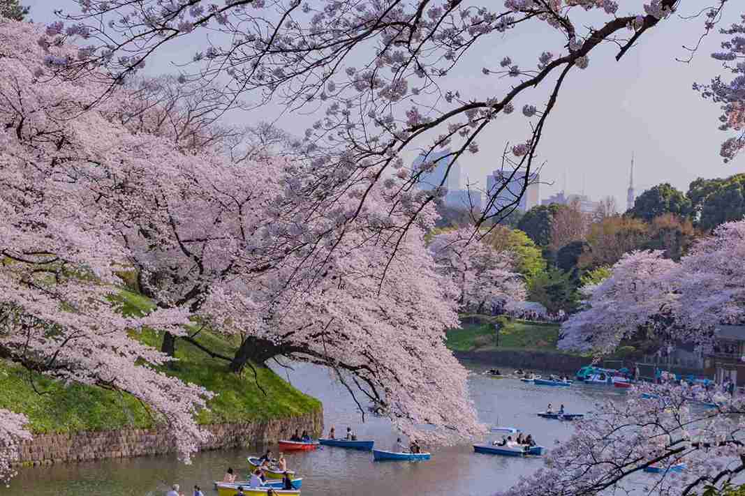 Japan in Spring: Months, Sakura Travel Tips